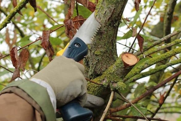 Comment et quand tailler un prunier reine claude ? - Conseils Habitat Comment et quand tailler un prunier reine claude ? - Conseils Habitat